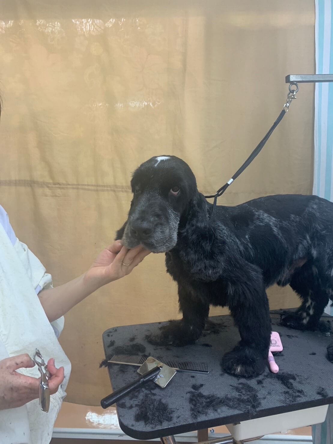 HappyGroomingにいってきました | HAPPY BELL（ハッピーベル）– 千葉県を中心に展開するペットショップ